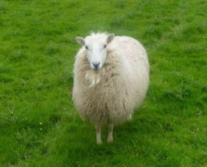 The Lost Sheep Company | Wool Shop in Colwyn Bay | Heritage Centre